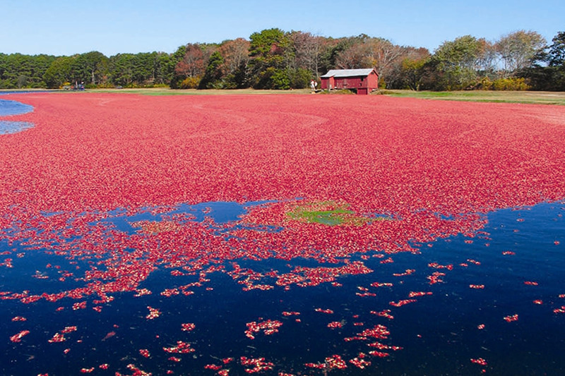 Think outside the bogs for cranberry culture | Yarmouth, Cape Cod, MA ...