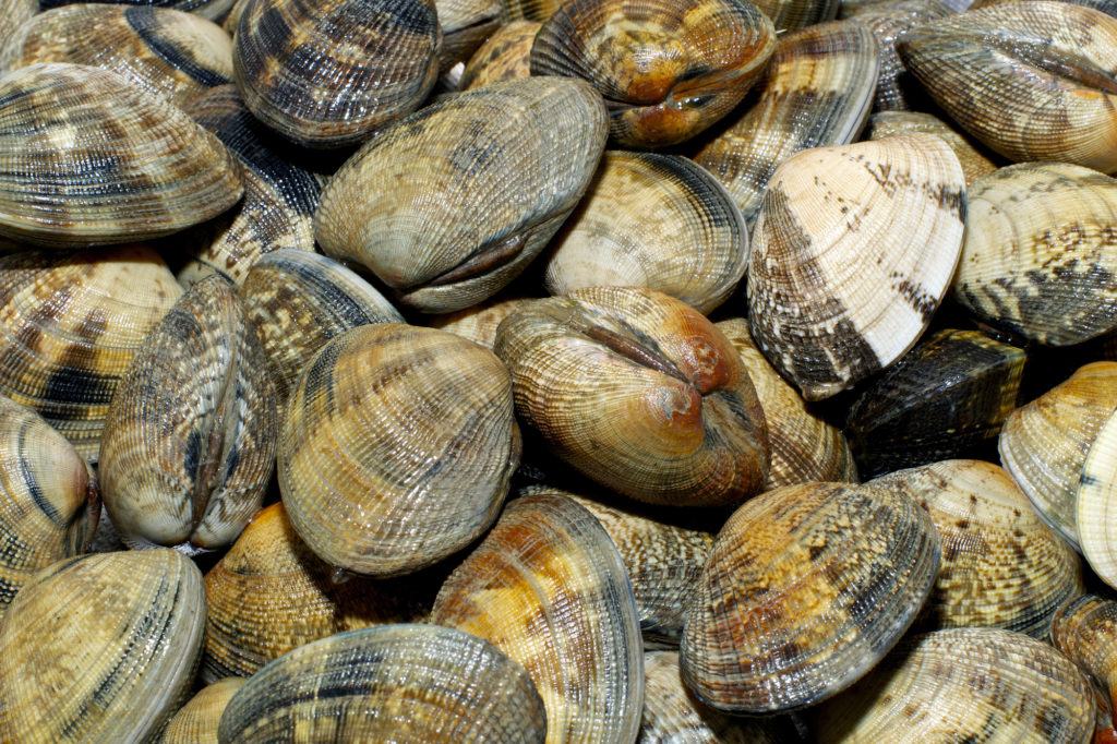 Find fresh shellfish in Yarmouth’s coastal waters | Yarmouth, Cape Cod ...